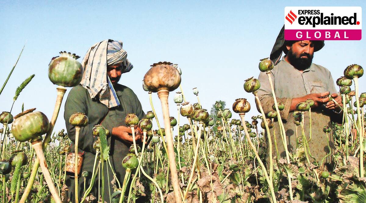 Increased poppy production and its importance for Afghanistan