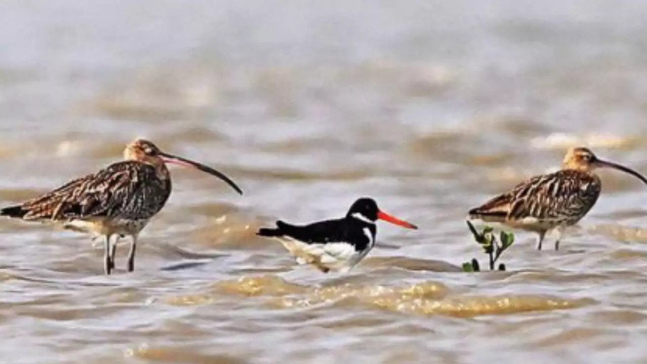Wildlife enthusiasts spot 145 species during first Sundarban bird festival