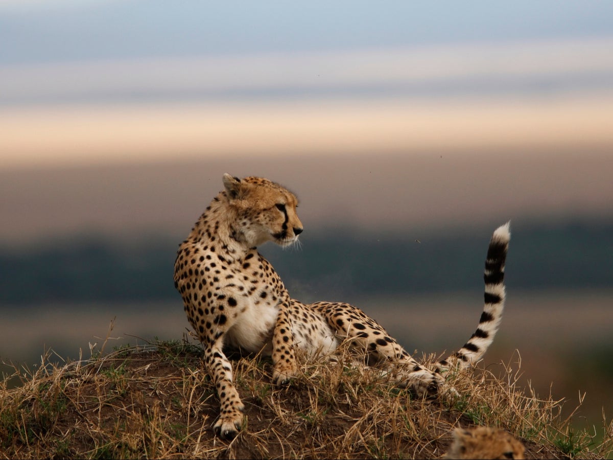 Reintroduction of Cheetah