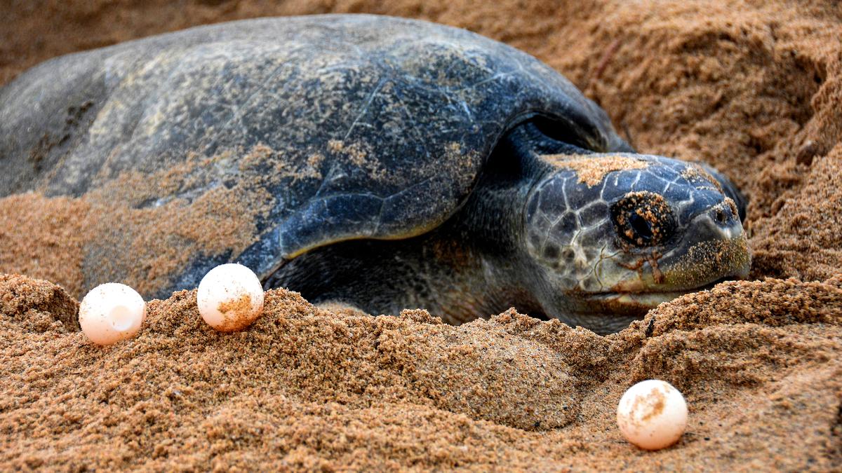 Millions of olive ridleys make it to sea after Odisha beach hosts ...