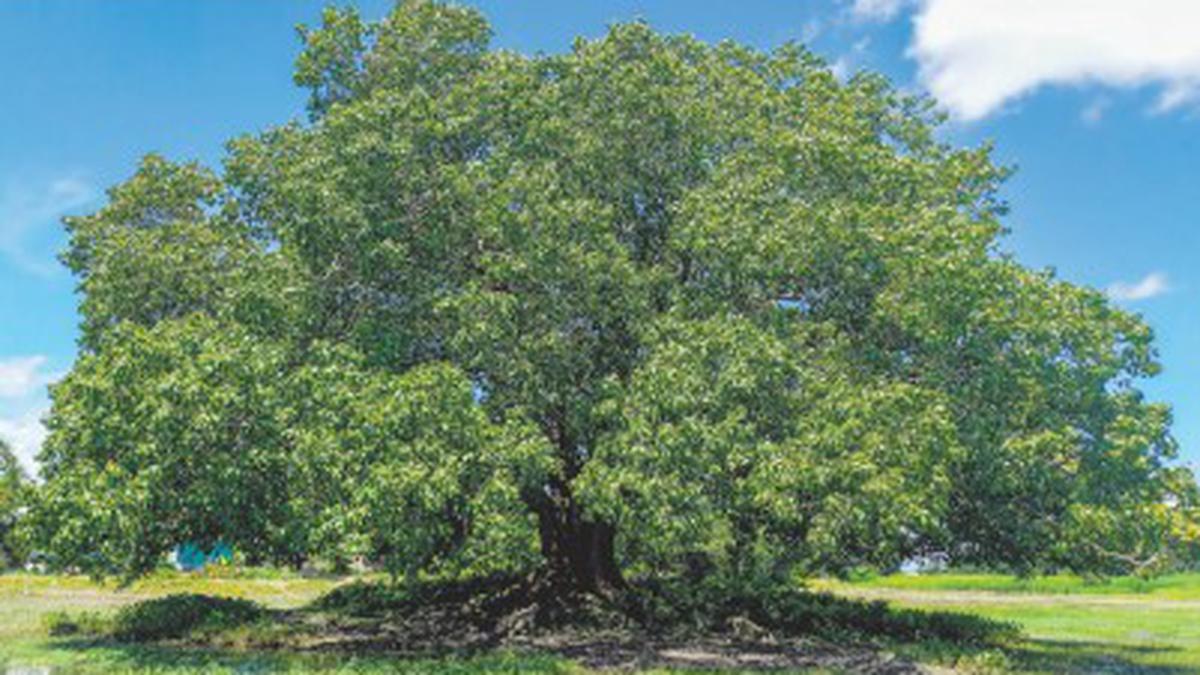 Genes for long lifespan of banyan, peepal trees identified
