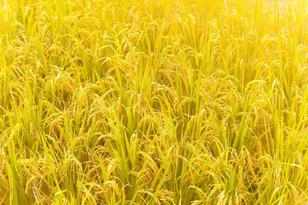 What is golden rice- and why has a Philippine court put a stop to its ...
