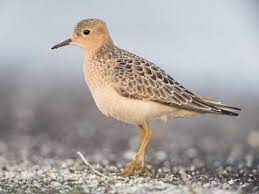 Rare bird from arctic tundra brings cheer to top birders
