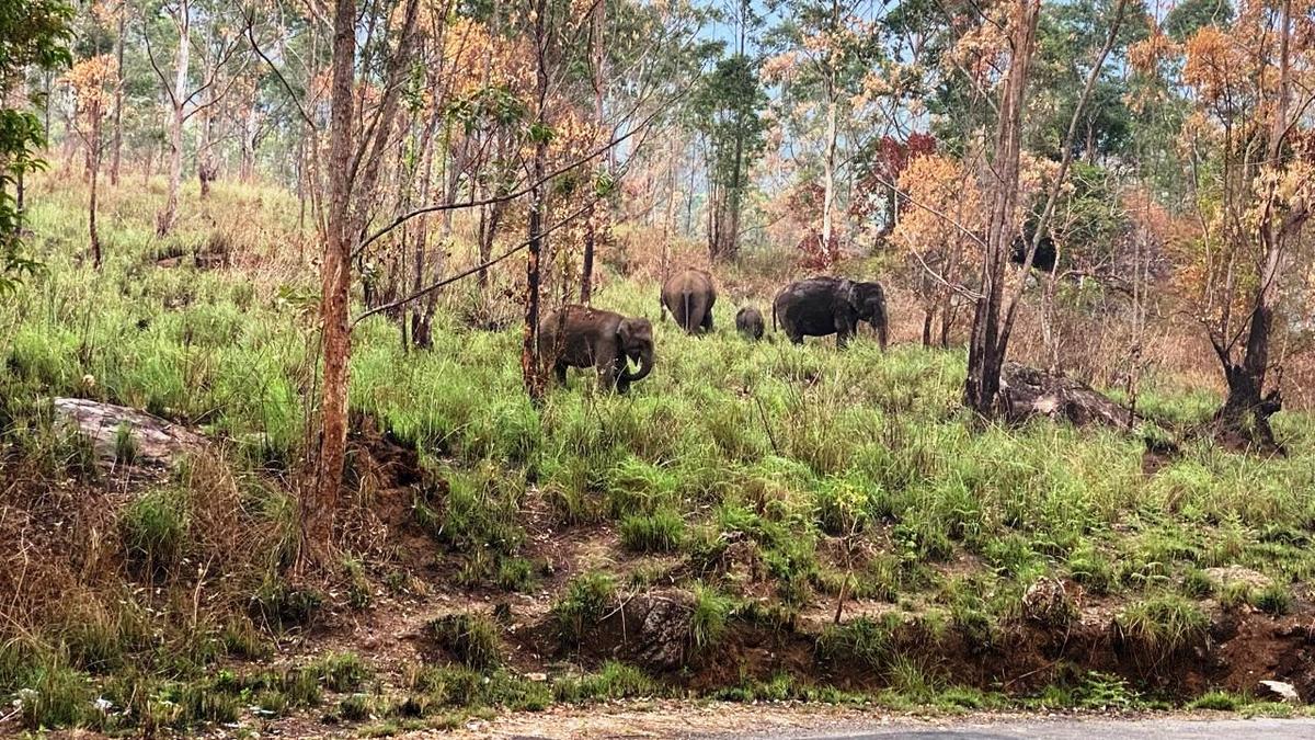 Removing exotic plants will ensure food for wild animals, finds study