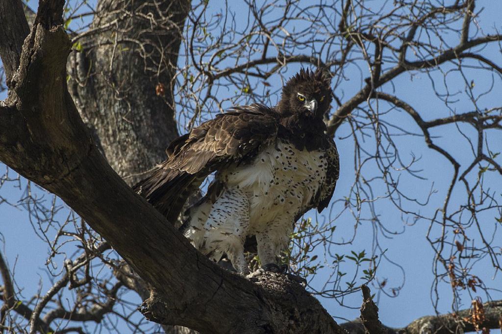 Raptor birds endangered worldwide: study