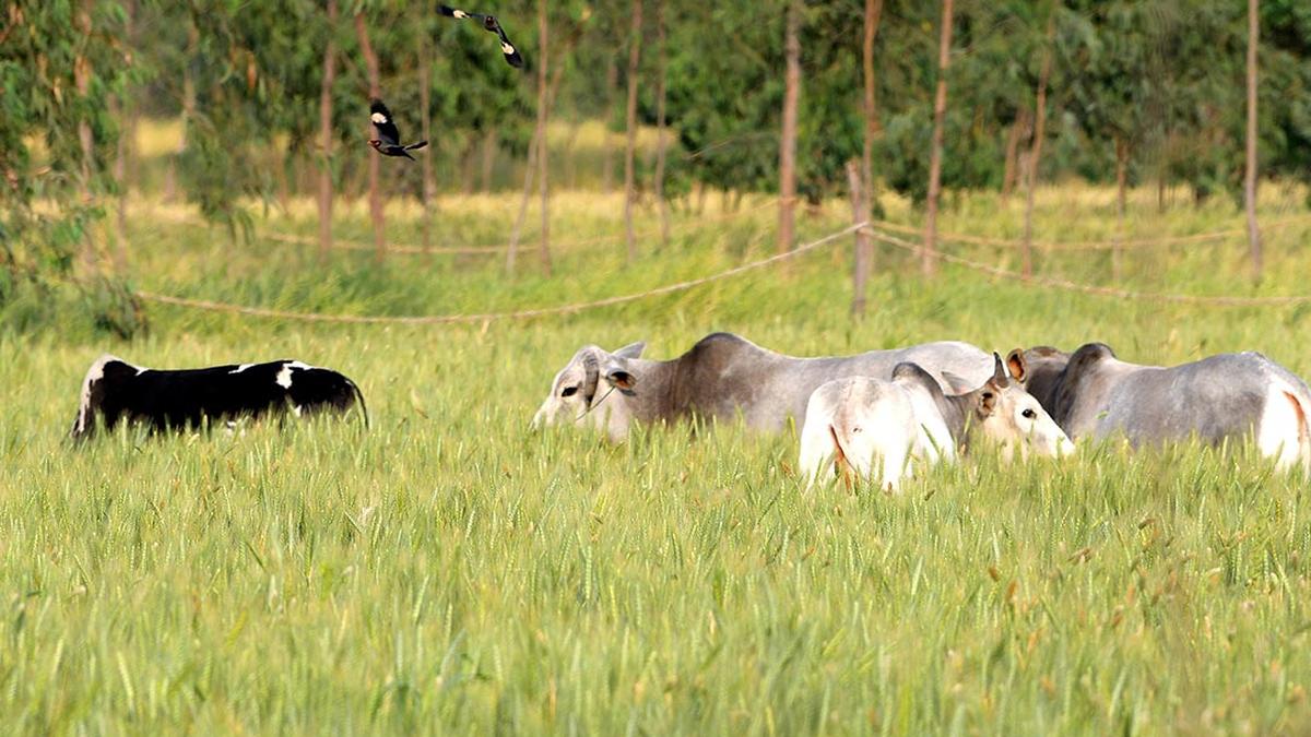 Where animals are dying by a thousand cuts