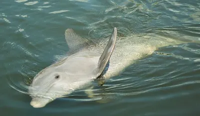 India Inaugurates First National Dolphin Research Center (NDRC) for ...