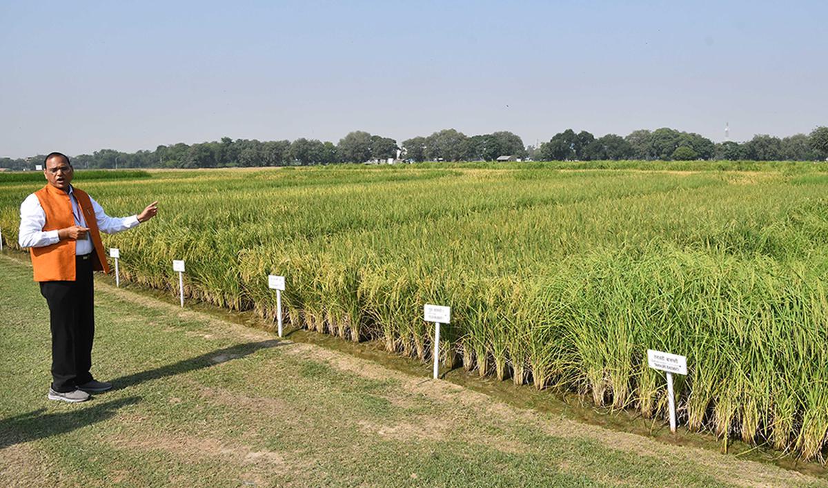 Five new varieties to expand India’s paddy production