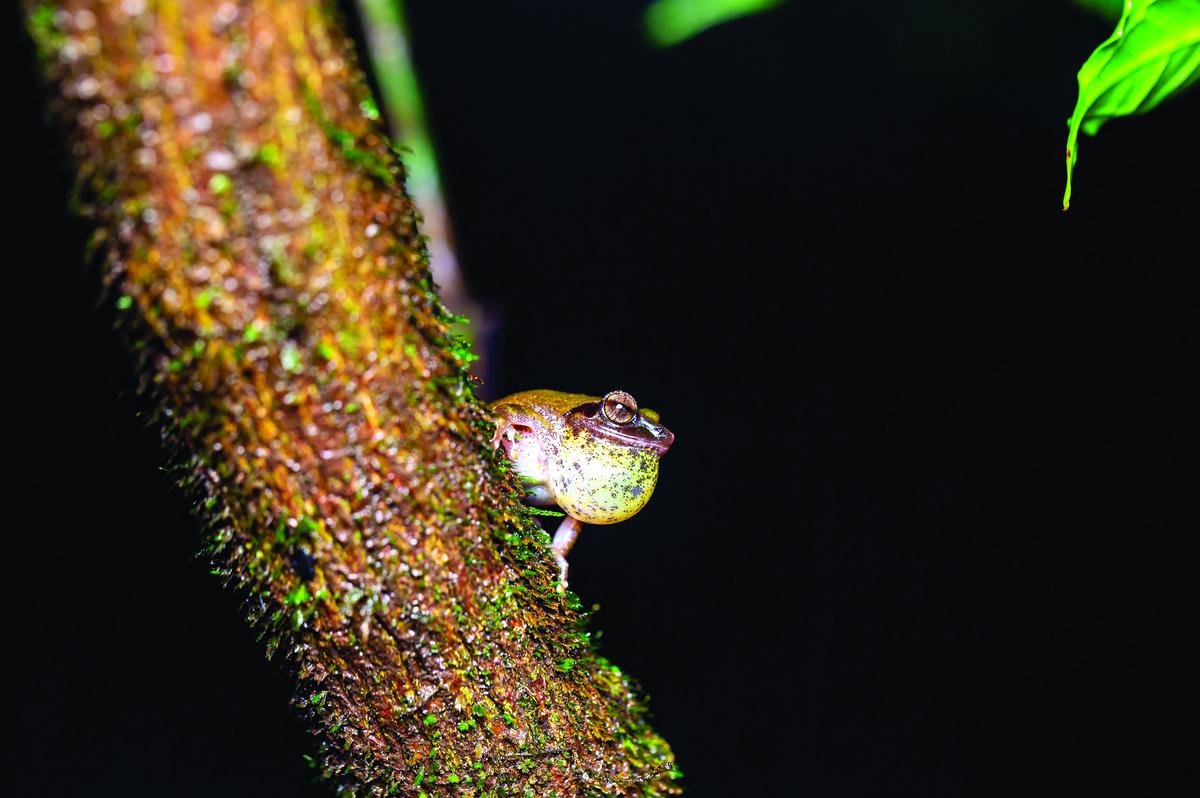 The world’s worst animal disease is killing frogs worldwide