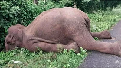 Death of Elephants due to Kodo Millet Poisoning