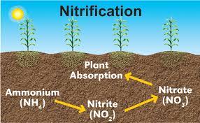 New pathway to regulate nitrate absorption in plants