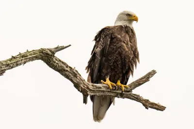 Bald Eagle Officially Designated as the National Bird of the United States