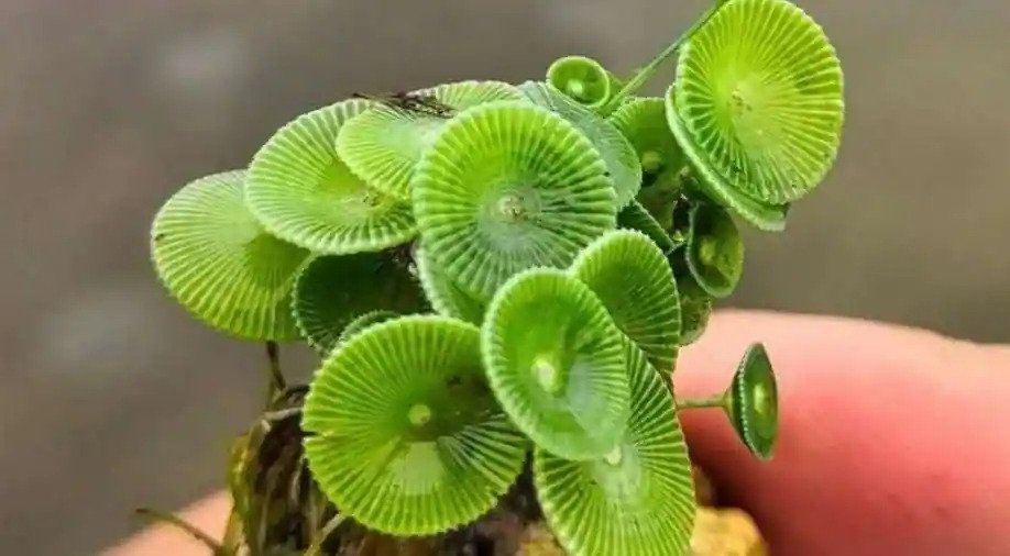 A ‘mermaid’ species of algae discovered on Andaman and Nicobar islands