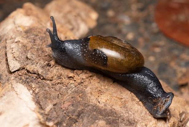 "New Snail Genus and Species Discovered in western ghats"