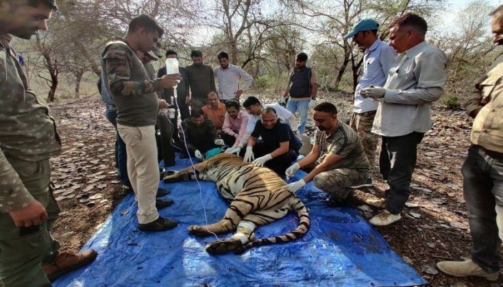 Full-term pregnant tigress dies in Rajasthan’s Mukundra Hills Tiger Reserve