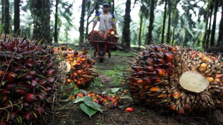 Centre to boost Oil Palm Farming