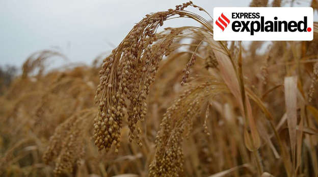 The story of millets